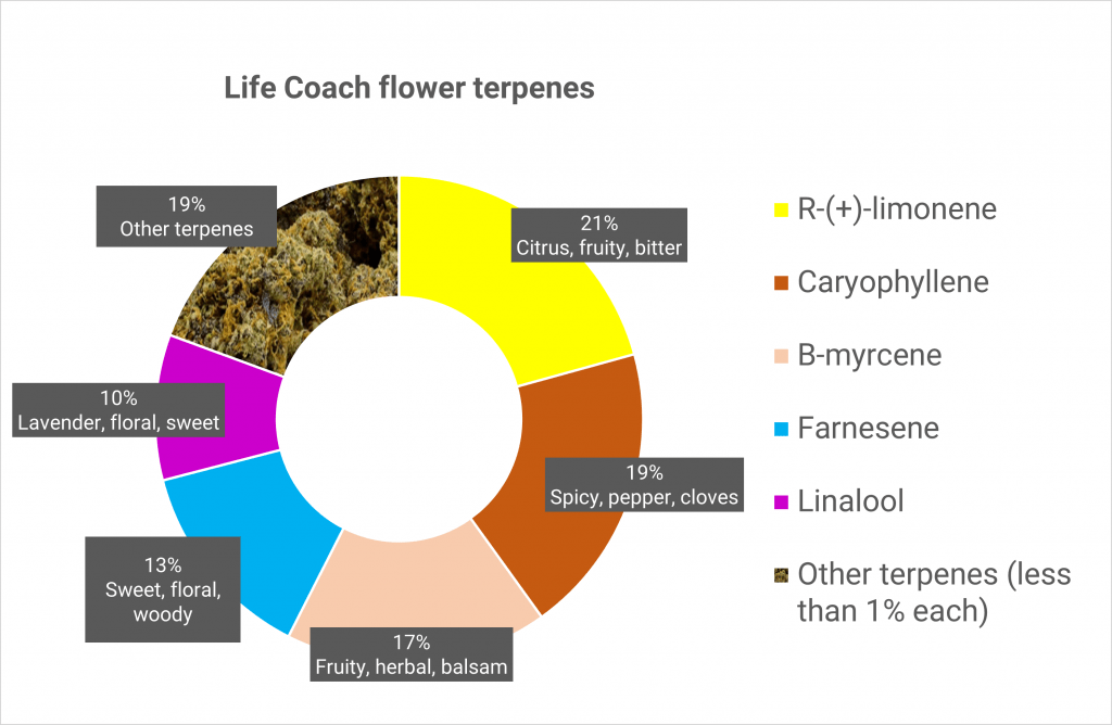 Life Coach - Dried Flower - Noble Growth Corp.